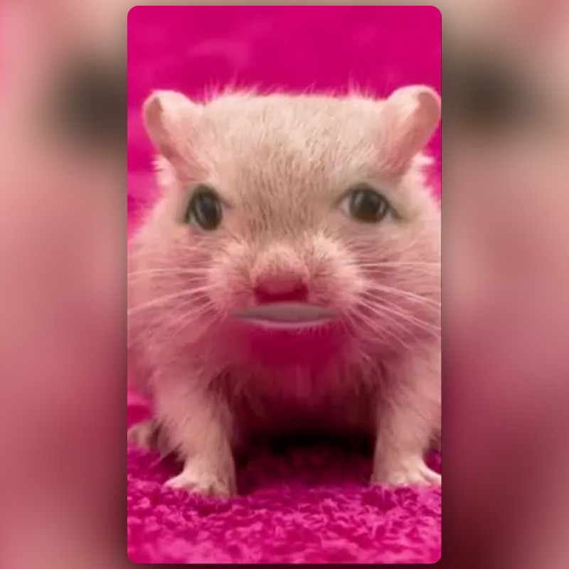 rat rat rat Filter by faaaaaa aaaafv | Snapchat Lenses