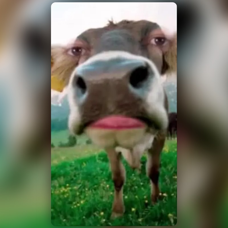 cow face Lens by Joel😘 - Snapchat Lenses and Filters