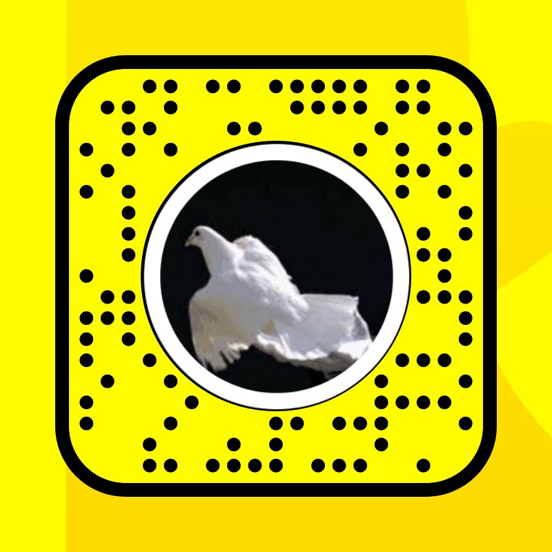Pigeon birds Lens by om_saeed951 - Snapchat Lenses and Filters