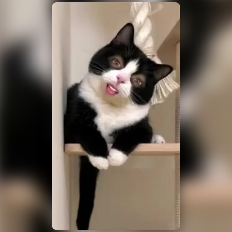 WOW CAT Filter by 𝓖𝓾𝓻𝓲🩷 | Snapchat Lenses