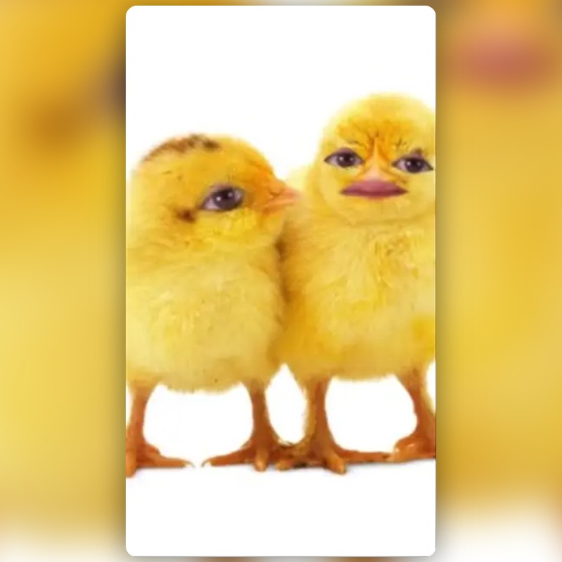 Chicken Filter by Devin Hendrawan | Snapchat Lenses