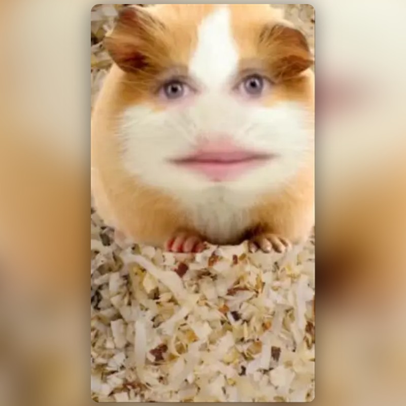 Hamster Face Filter by Danielle Grace | Snapchat Lenses