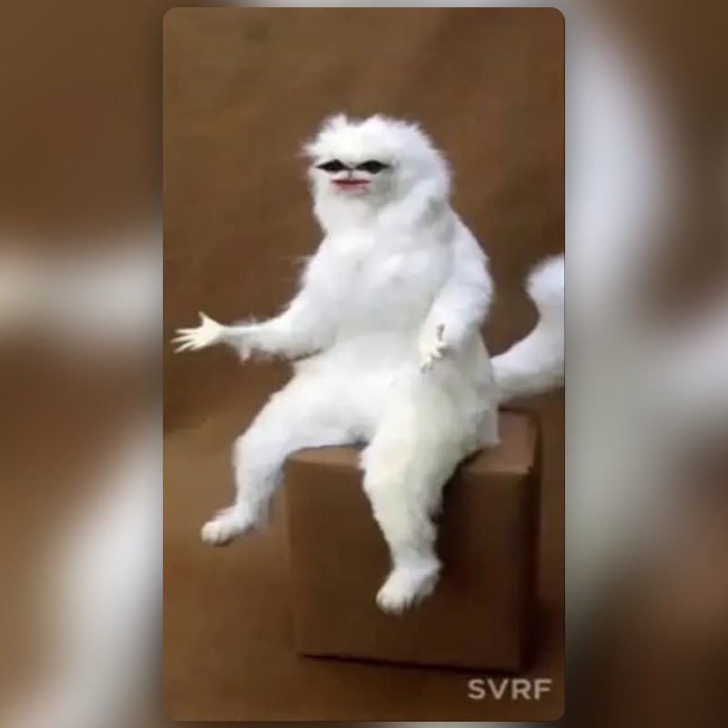 Persian Cat Meme Lens by svrf - Snapchat Lenses and Filters