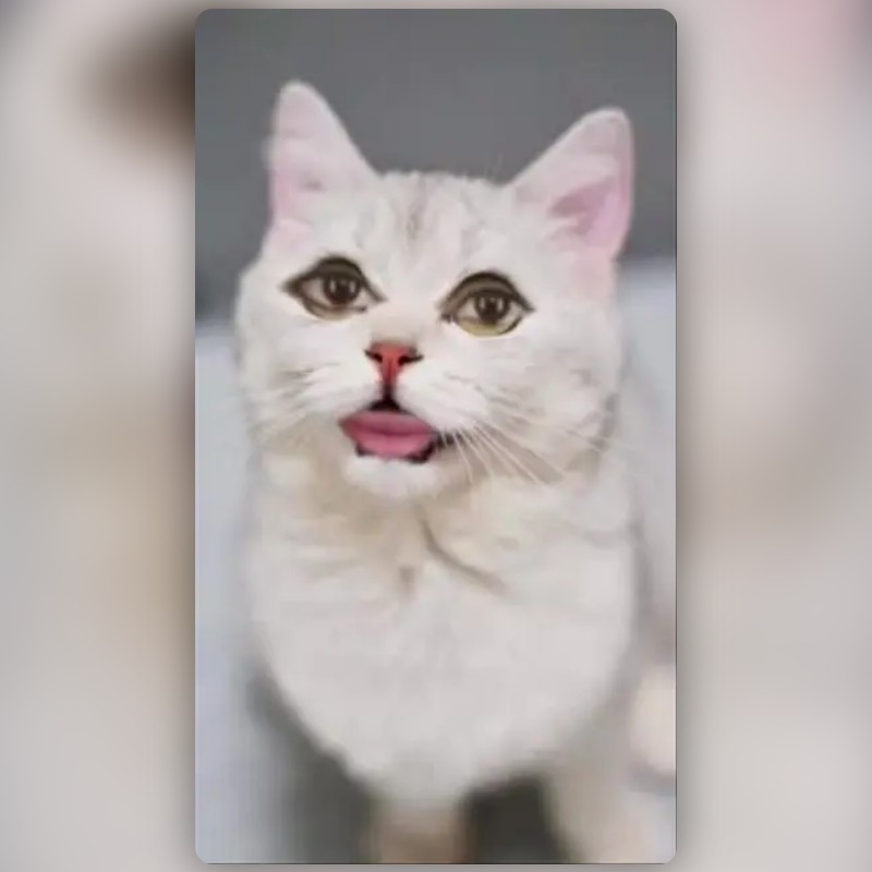Cat Face Filter by Alya🍫 | Snapchat Lenses
