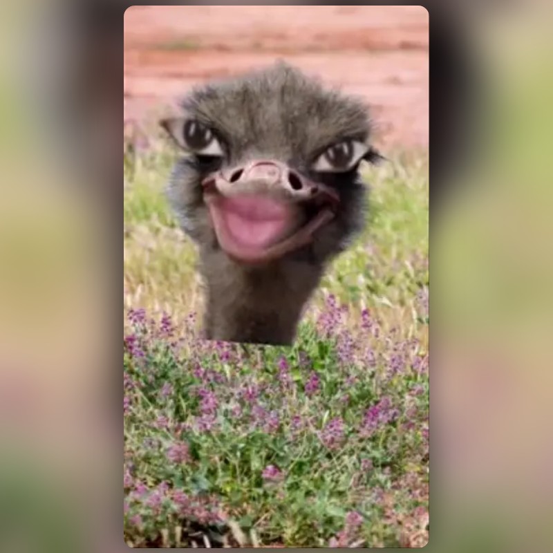 Shouting Bird Lens by call me Pai - Snapchat Lenses and Filters