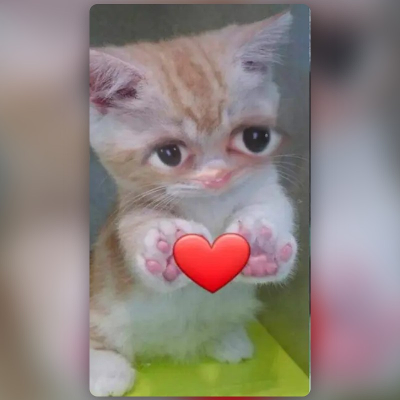 love from cat Lens by Alysha A - Snapchat Lenses and Filters