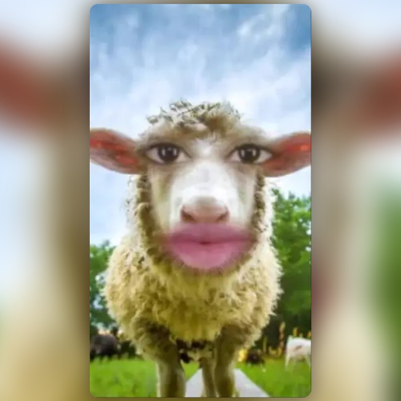 Sheep Face Filter by Adnan 🇧🇭 | Snapchat Lenses