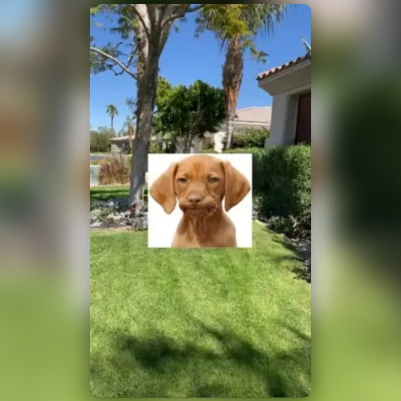 Add A Pic Lens by agreeable greg - Snapchat Lenses and Filters