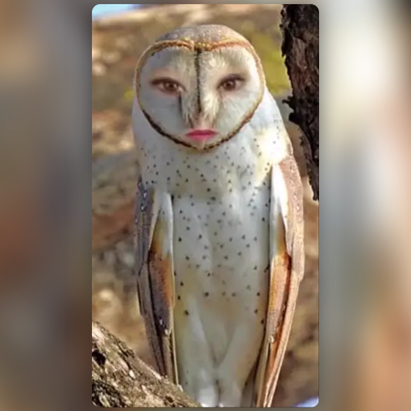 Owl Face Filter by Jovanka Pingky | Snapchat Lenses