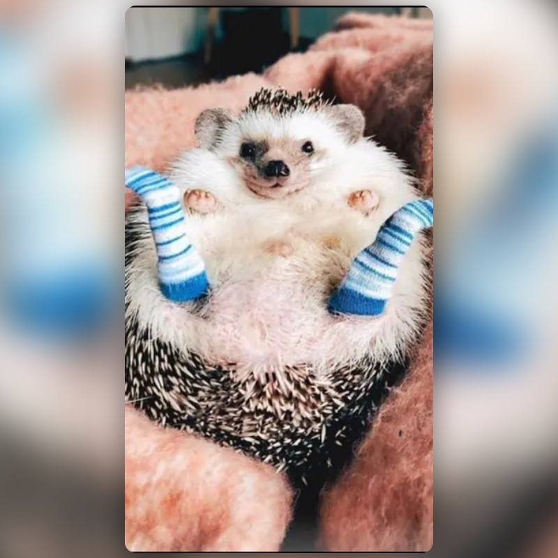 Hedgehog Lens by Olaf Ulijn - Snapchat Lenses and Filters