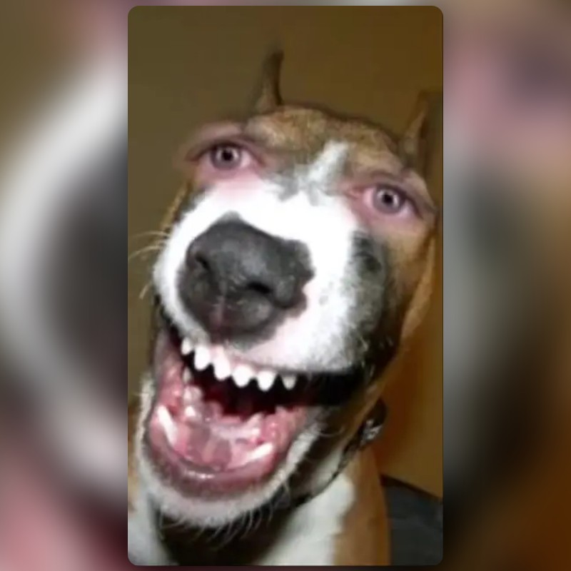 laughing dog face Filter by jessye | Snapchat Lenses