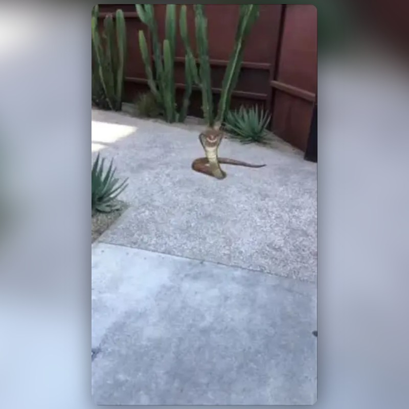 Snake 3D Lens by 👻s0w_night👁️🌗 - Snapchat Lenses and Filters