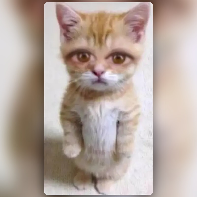 Sad Kitten Lens by Jennifer Natania - Snapchat Lenses and Filters