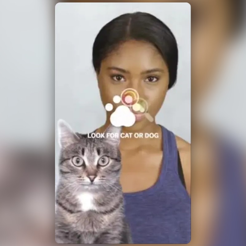 Pet Party Hat Filter by David Johnson | Snapchat Lenses