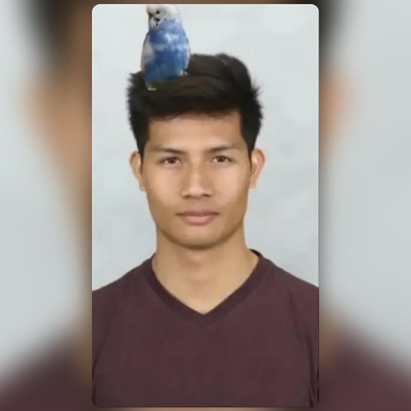 bird on the head Filter by H U | Snapchat Lenses
