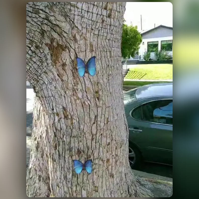 Butterfly Filter by Sam Finding | Snapchat Lenses