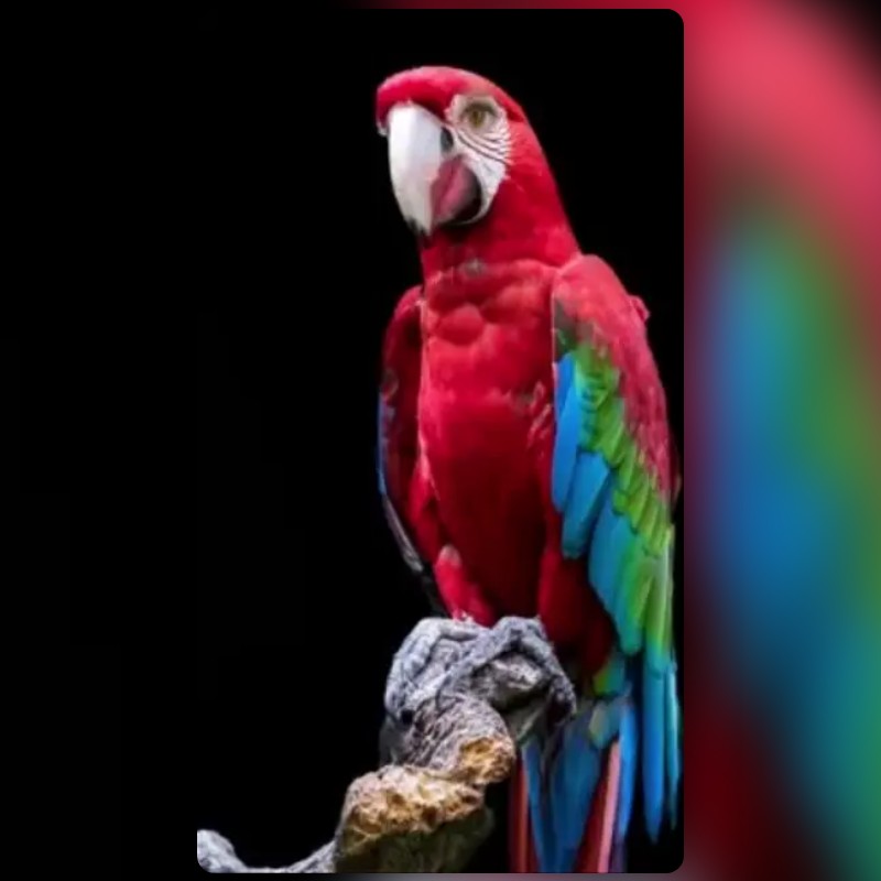 PARROT FACE Lens by Torben - Snapchat Lenses and Filters