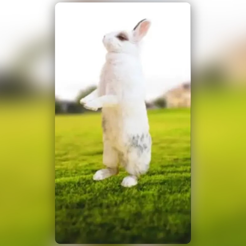 Standing Rabbit Lens by Danielle Grace - Snapchat Lenses and Filters