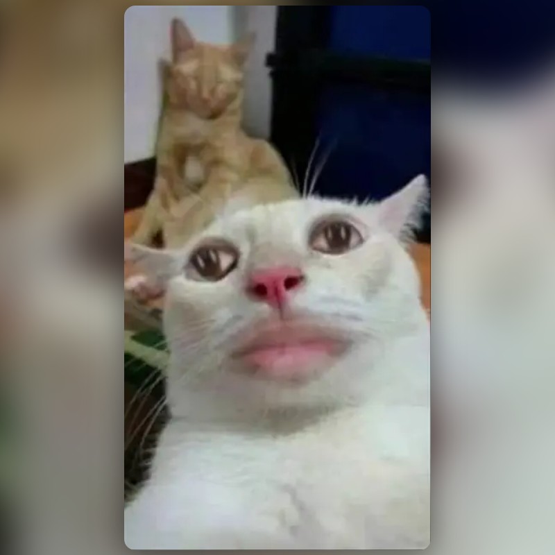 Funny Cat Filter by Snapchat | Snapchat Lenses