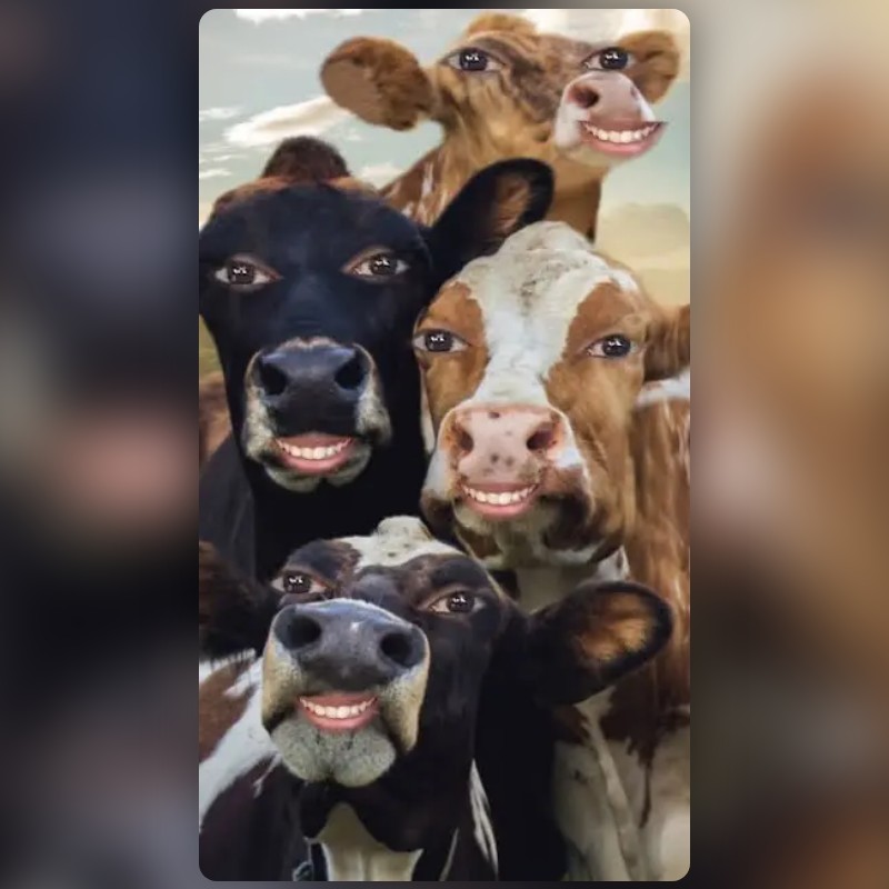 Funny Cows Filter by Snapchat | Snapchat Lenses