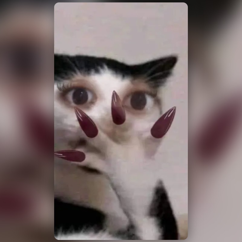 sassy cat Lens by Alysha A - Snapchat Lenses and Filters