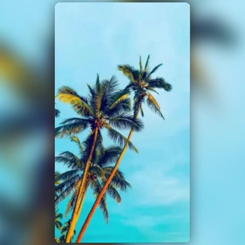 Coconut Trees Lens by Priyanshu - Snapchat Lenses and Filters