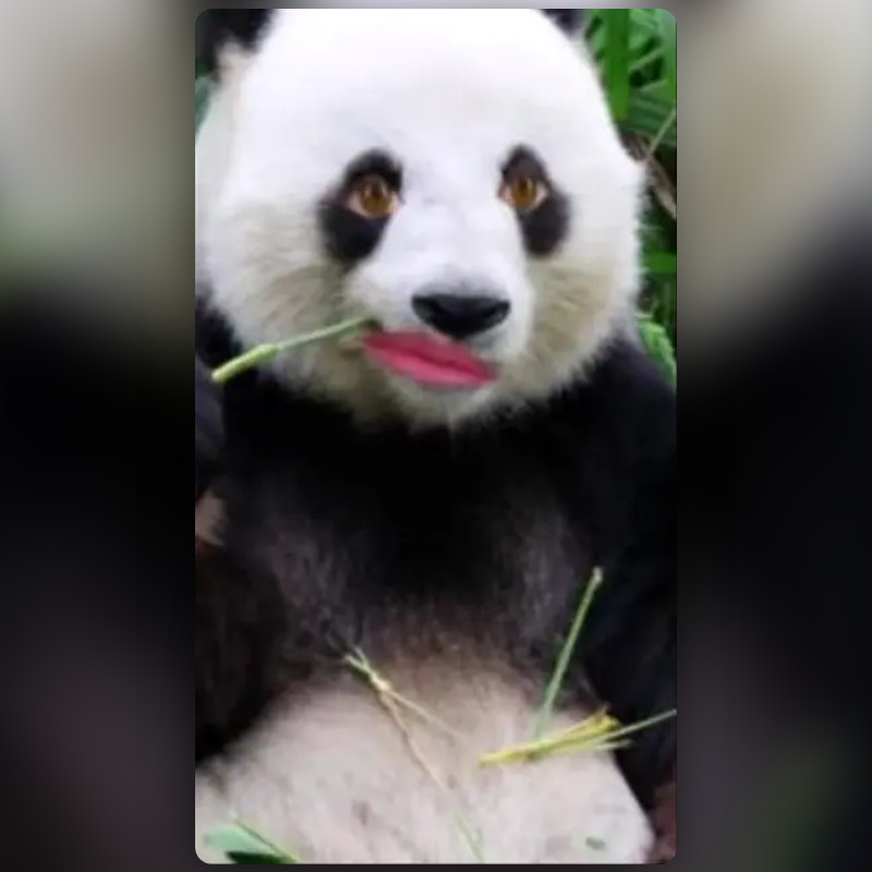 Panda Lens by Linus - Snapchat Lenses and Filters