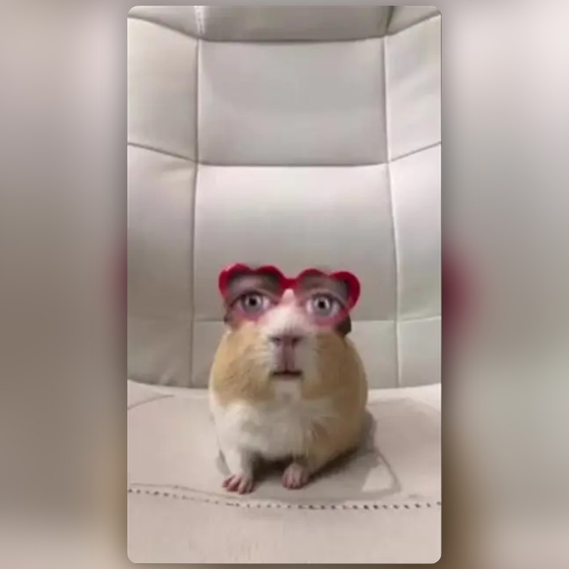 Sunnies Hamster Filter by Jennifer Natania | Snapchat Lenses