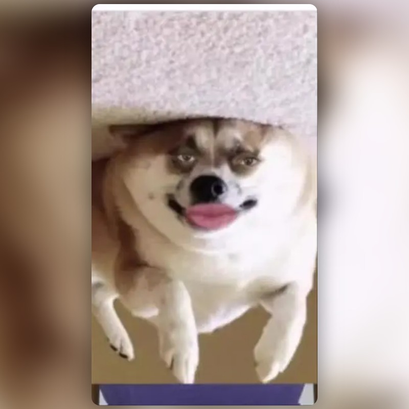 Doggy Lens by robi!! – Snapchat Lenses and Filters