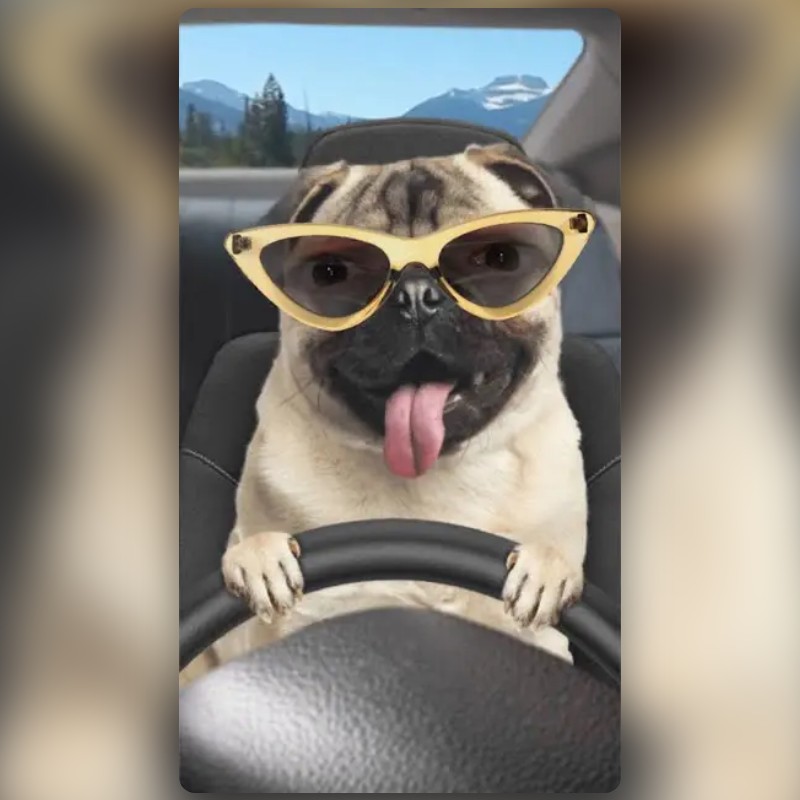 Pug Driver Lens by Snapchat - Snapchat Lenses and Filters