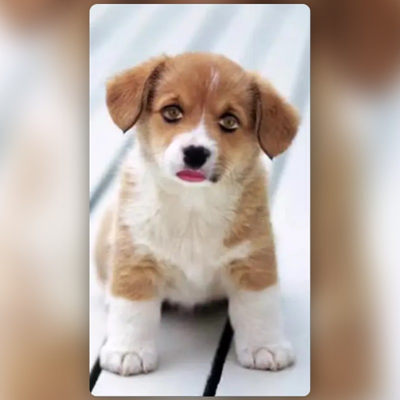 Cute Dog Lens by Sahda Ardelia - Snapchat Lenses and Filters