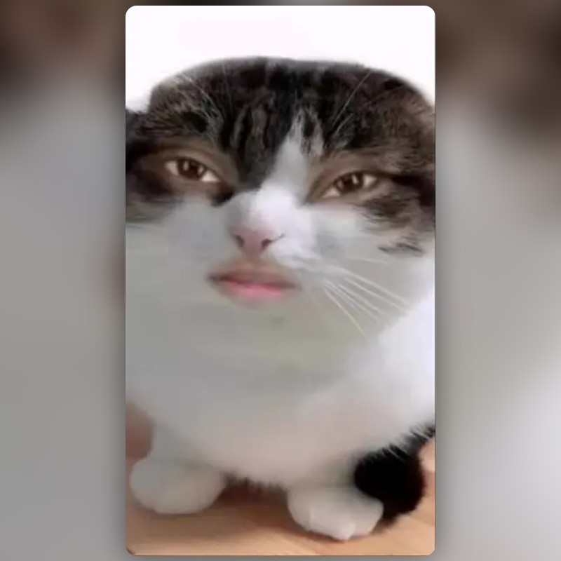 Wawa Face Filter by reese | Snapchat Lenses