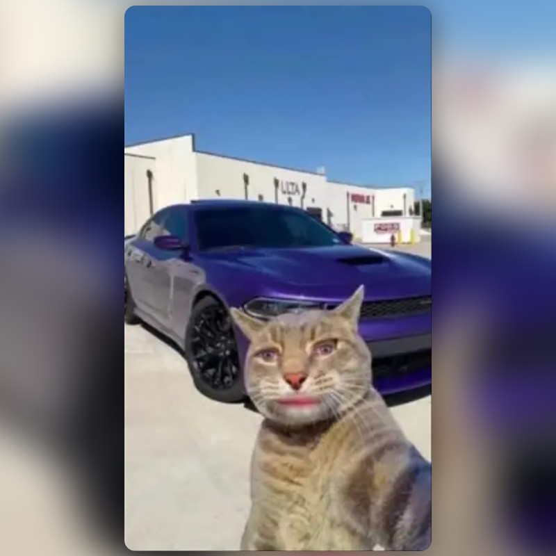 Cute Cat Selfie Lens by Mr. Bunty - Snapchat Lenses and Filters