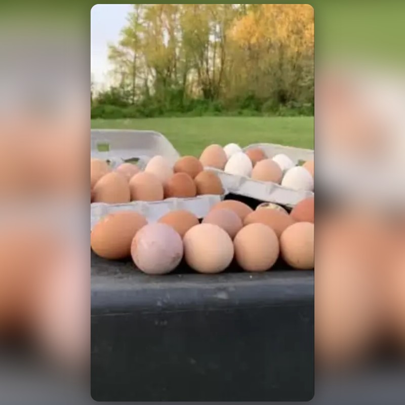 Eggs Filter by Lowell Lysinger | Snapchat Lenses