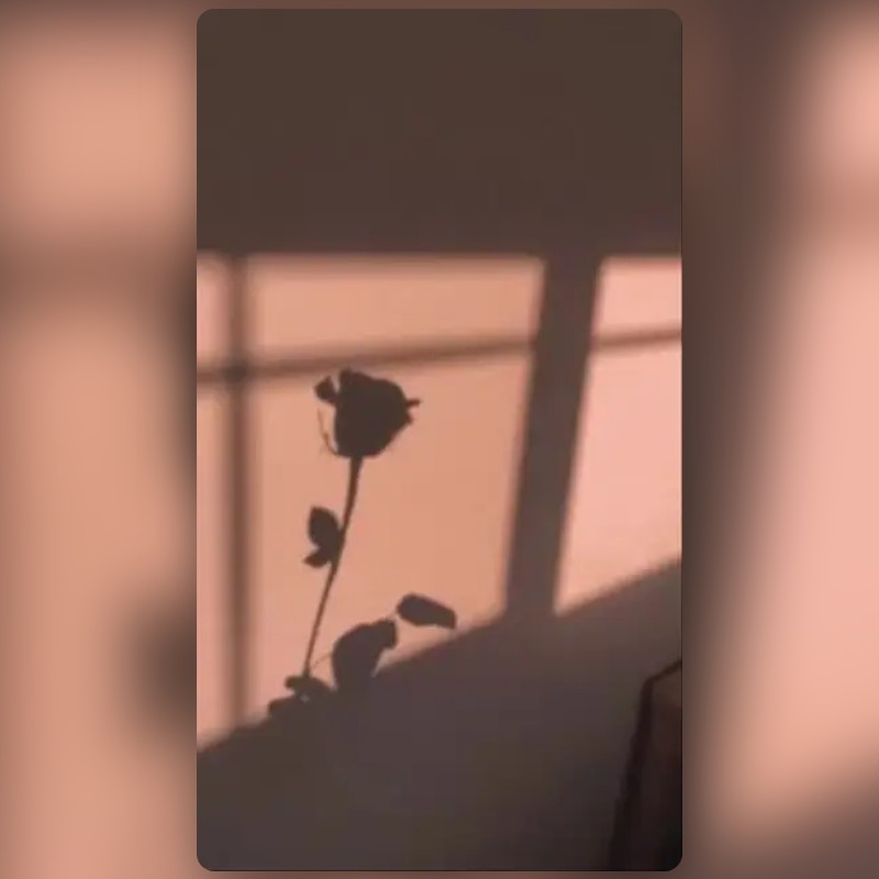 ROSE Lens by PB's Photography - Snapchat Lenses and Filters