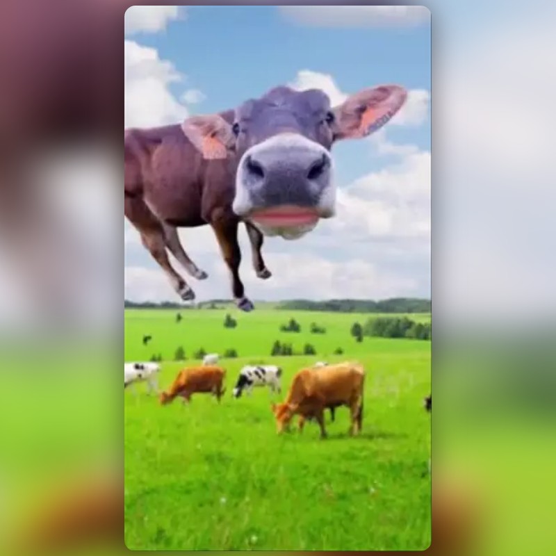 cow selfie Lens by Reinhard19 🦊 - Snapchat Lenses and Filters