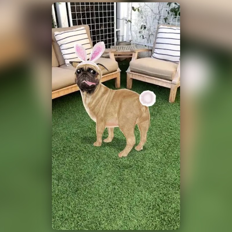 Spring Pug Dog Lens by Snapchat - Snapchat Lenses and Filters