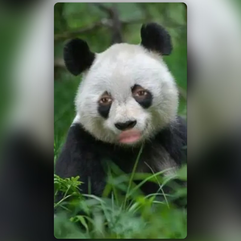 Panda Lens by mitzi🐼 - Snapchat Lenses and Filters