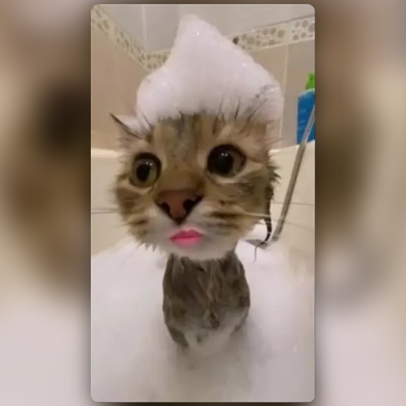 Cat Shower Lens by Chae Rina - Snapchat Lenses and Filters