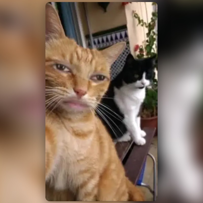 Selfie Cat Filter by Insyira | Snapchat Lenses
