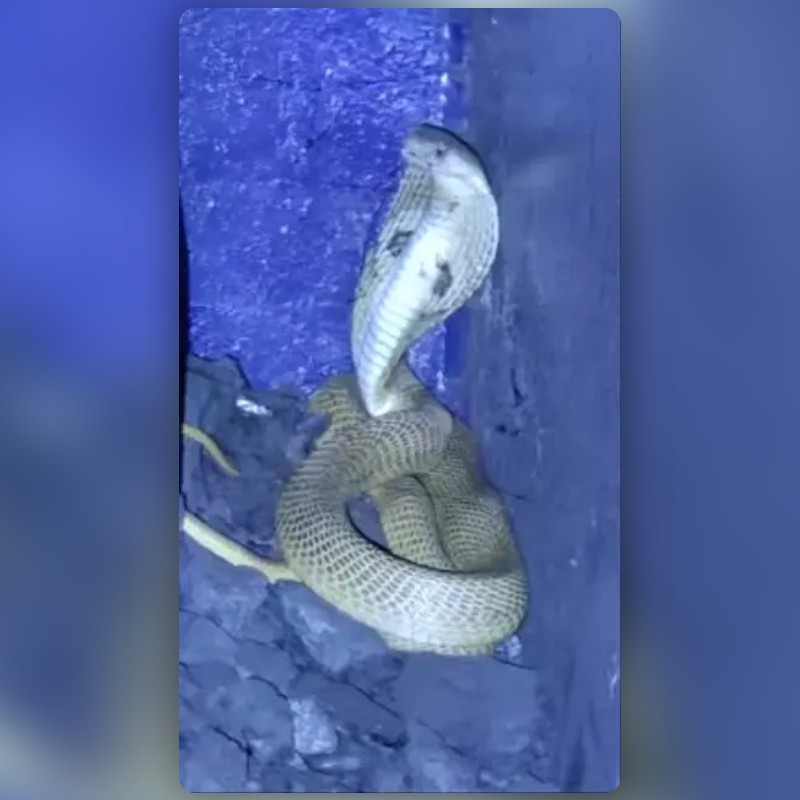 python snap Filter by Chínna | Snapchat Lenses