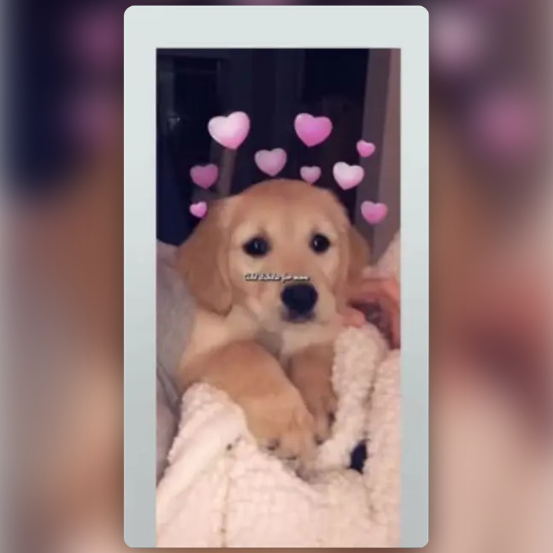 Dogs Streak Filter by ViR 🦁 | Snapchat Lenses