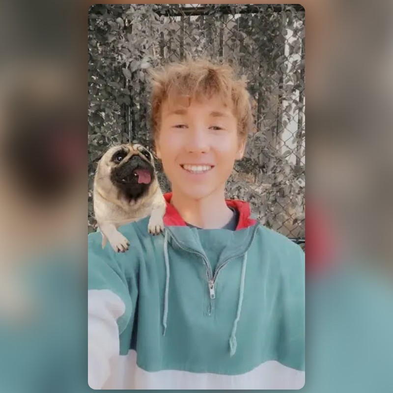 Pug on Shoulder Filter by Snapchat | Snapchat Lenses