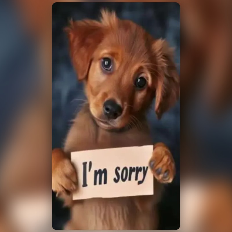 Cute Sorry Filter by Dj Navi Jain | Snapchat Lenses
