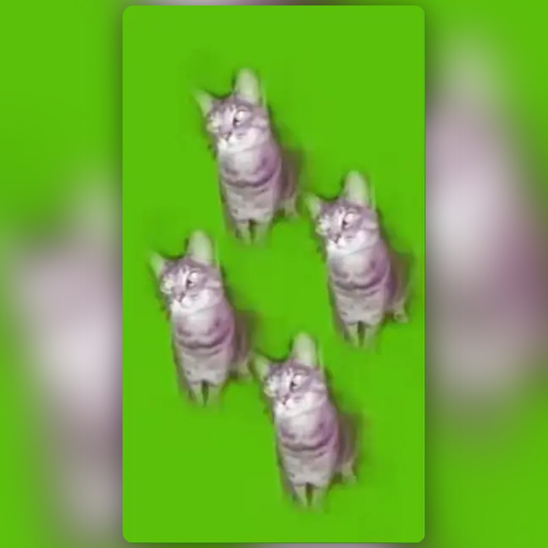 Viral Cat Video Filter by Niko Hestia | Snapchat Lenses