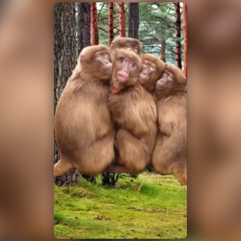 Hugging Monkey Lens by Danielle Grace - Snapchat Lenses and Filters