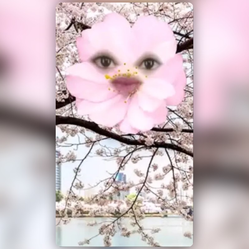 Sakura Flower Filter by evanozh | Snapchat Lenses