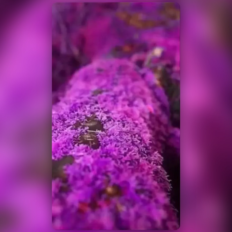 GREEN TO PINK Filter by Erdenebaatar G. | Snapchat Lenses