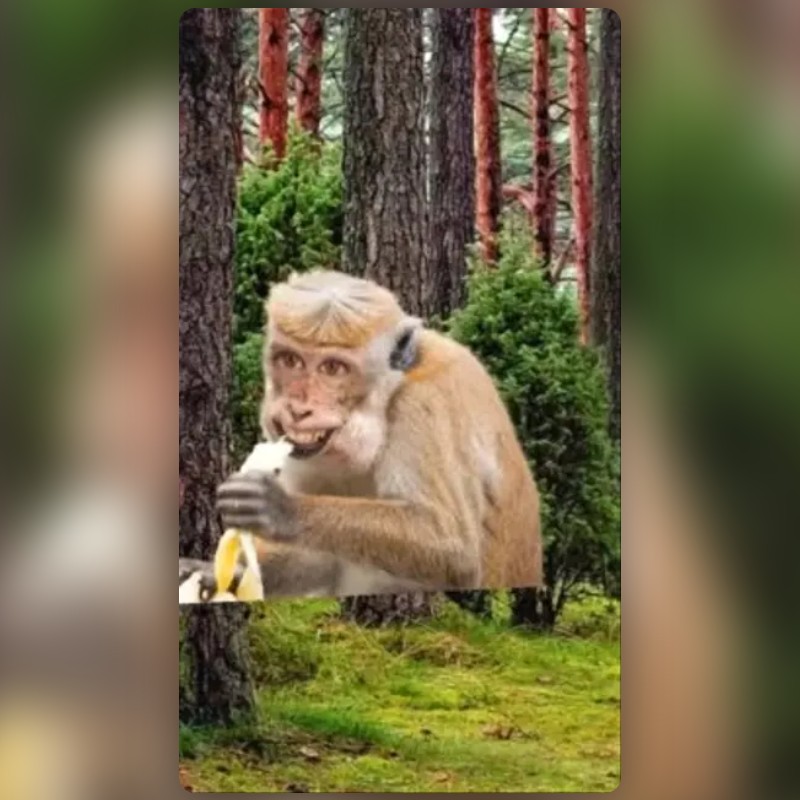 Eating Monkey Face Lens by Danielle Grace - Snapchat Lenses and Filters