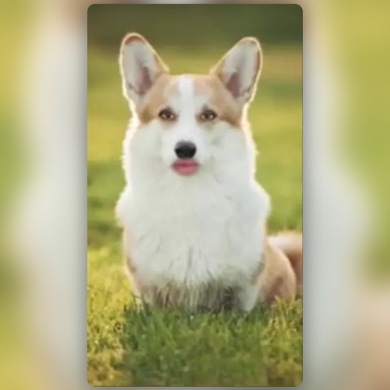 Dog the Corgi Lens by Lentera - Snapchat Lenses and Filters